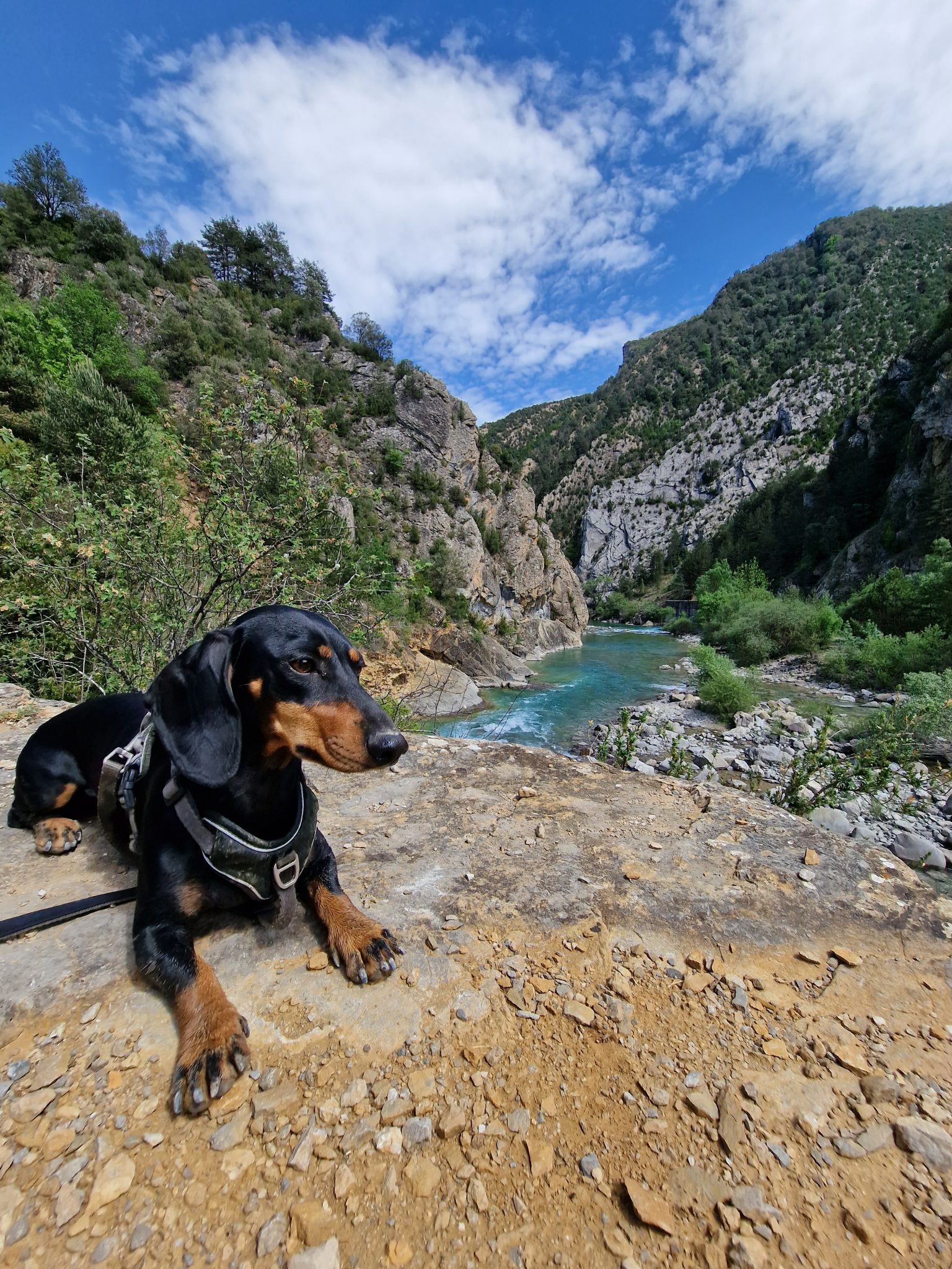 Basti’s Dackelphotographie – Alles für den Dackel, alles für den Club.